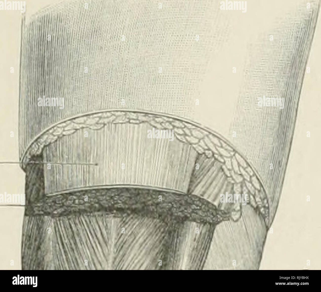 . Atlas of applied (topographical) human anatomy for students and ...