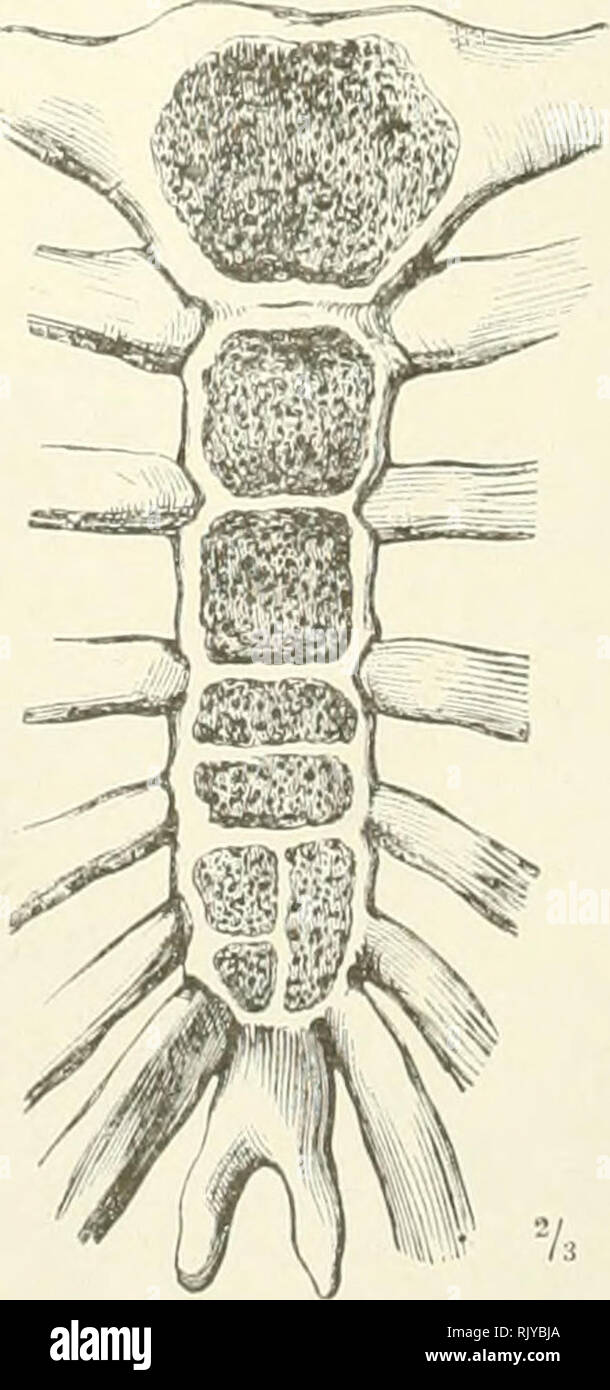 . An atlas of human anatomy for students and physicians. Anatomy. Fig ...