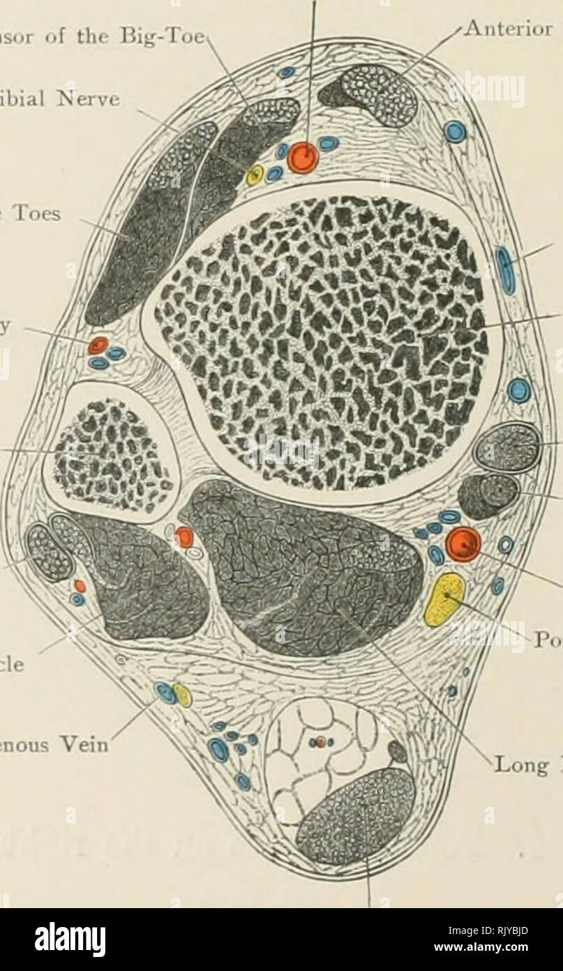 Posterior Tibial Artery Cross Section