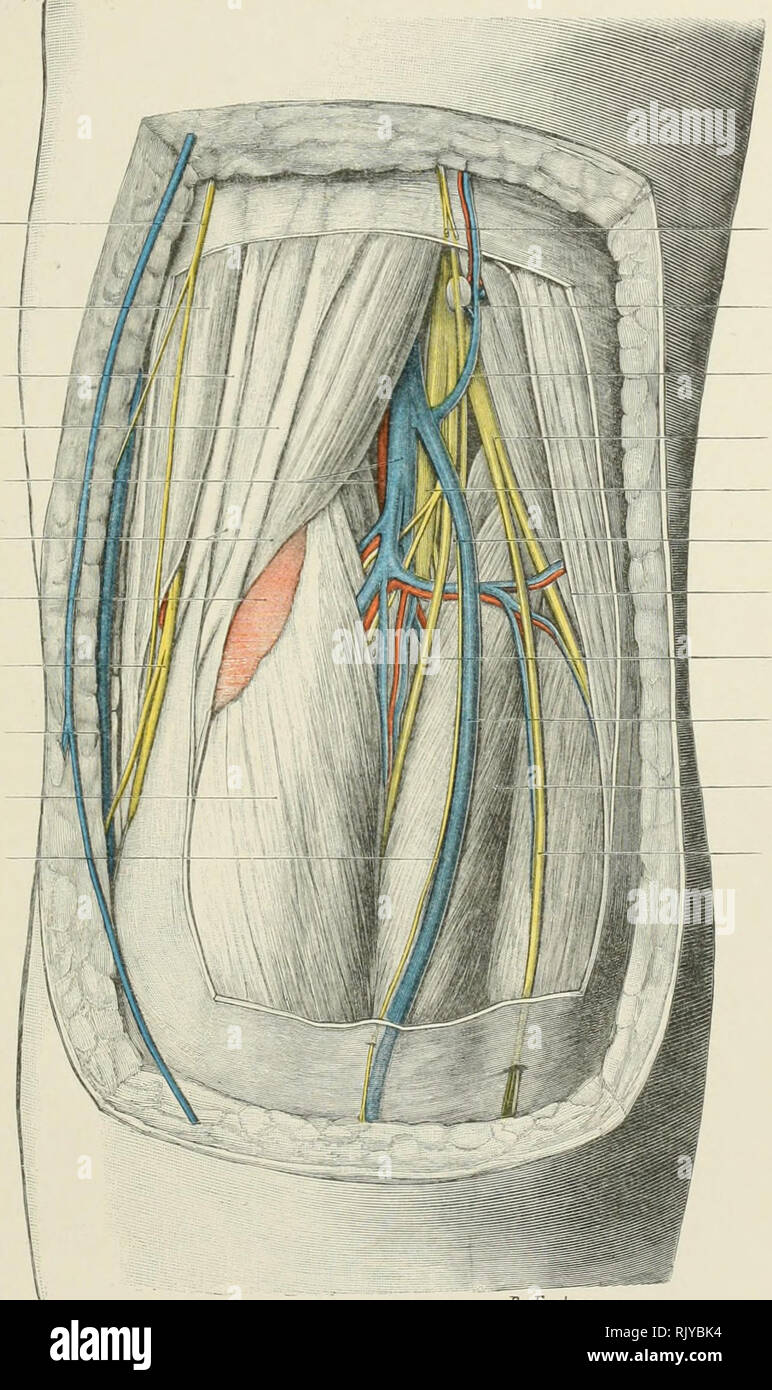 Inguinal Hernia Anatomy Netter