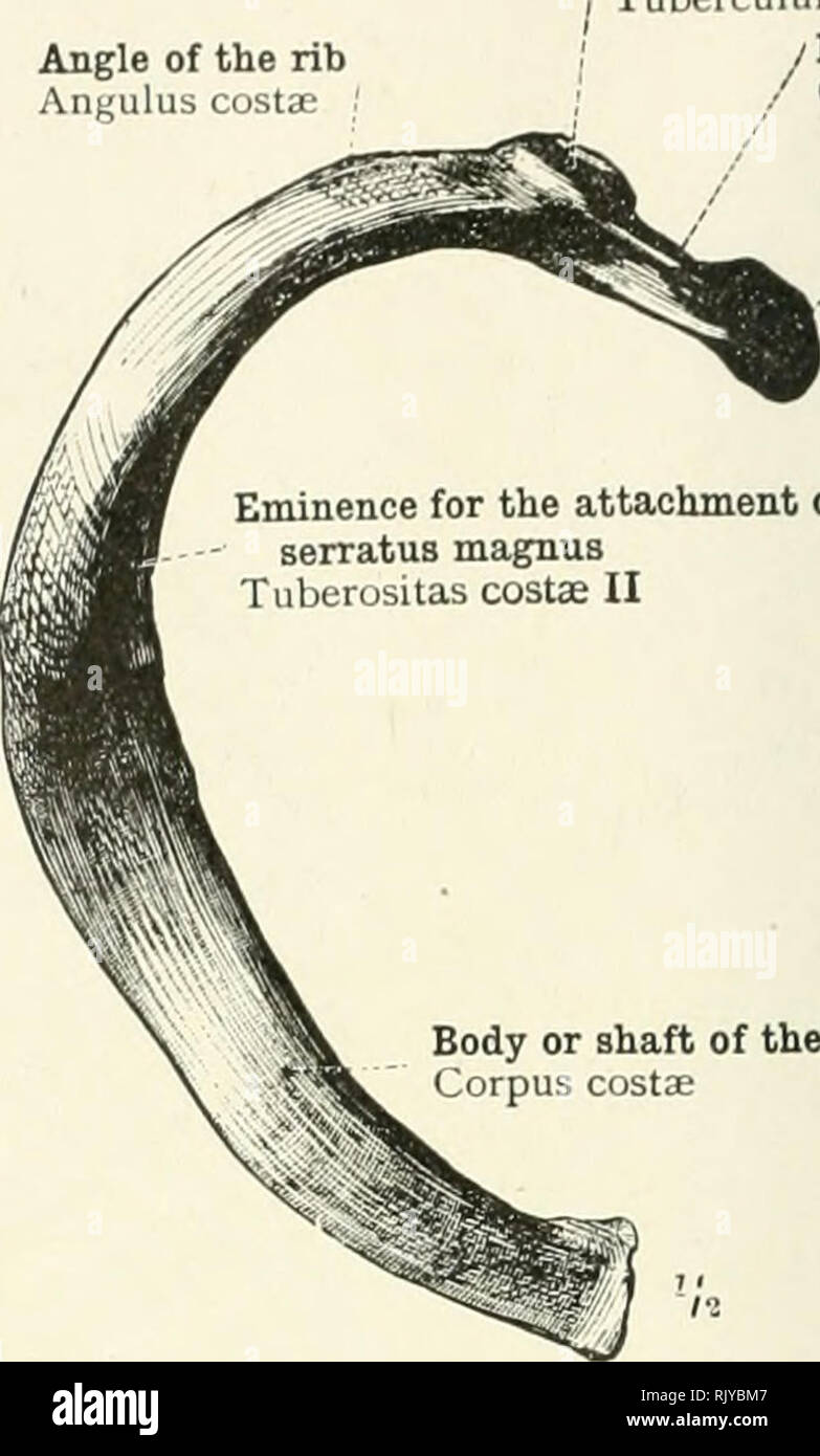 . An atlas of human anatomy for students and physicians. Anatomy. Fig ...