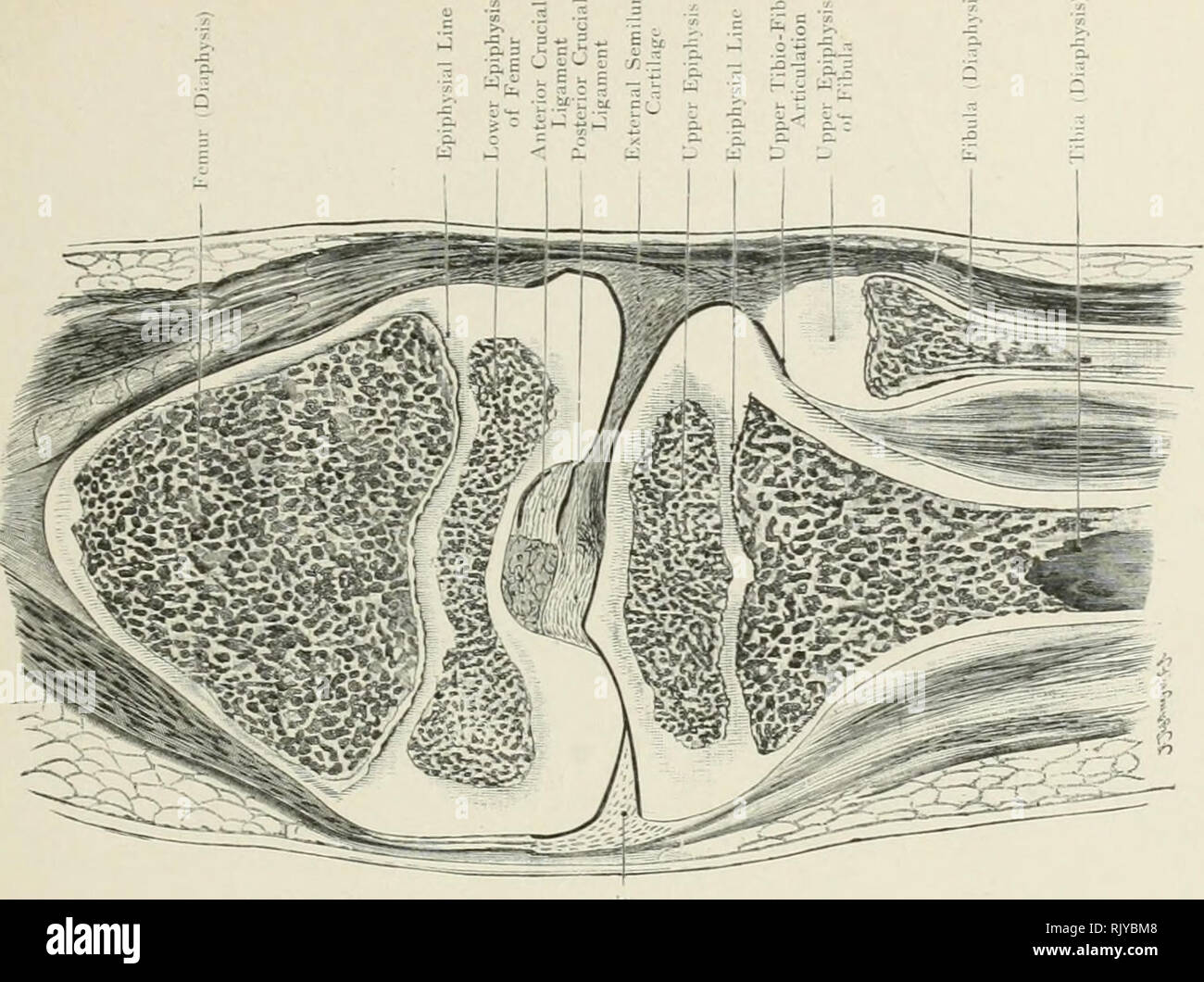. Atlas of applied (topographical) human anatomy for students and ...