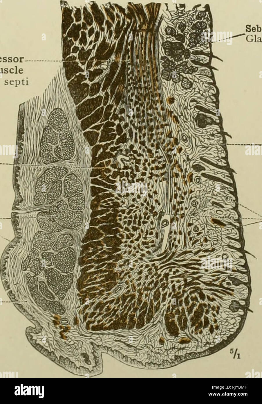 . An atlas of human anatomy for students and physicians. Anatomy. THE ...