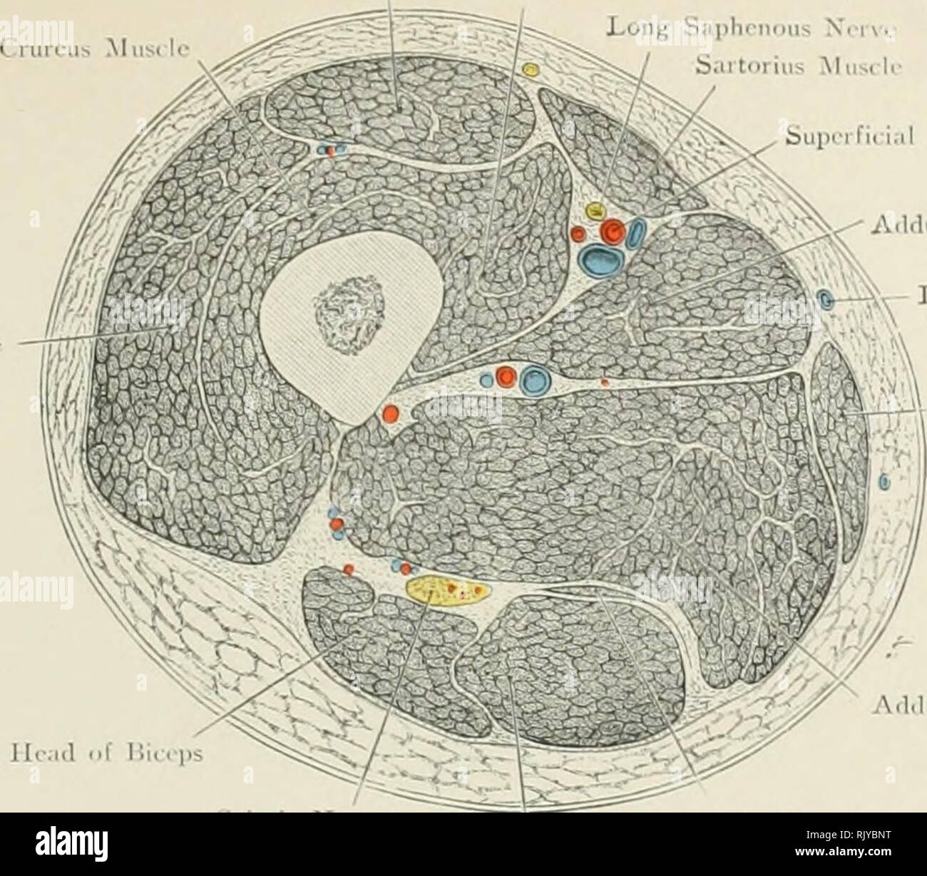 Transverse section artery and vein hi-res stock photography and images ...