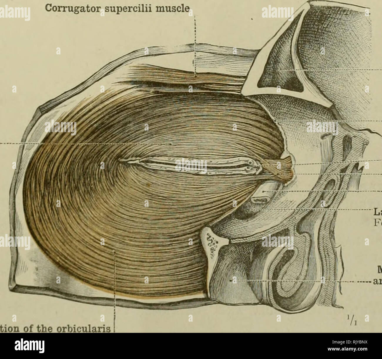 Pyramidalis muscle hi-res stock photography and images - Alamy