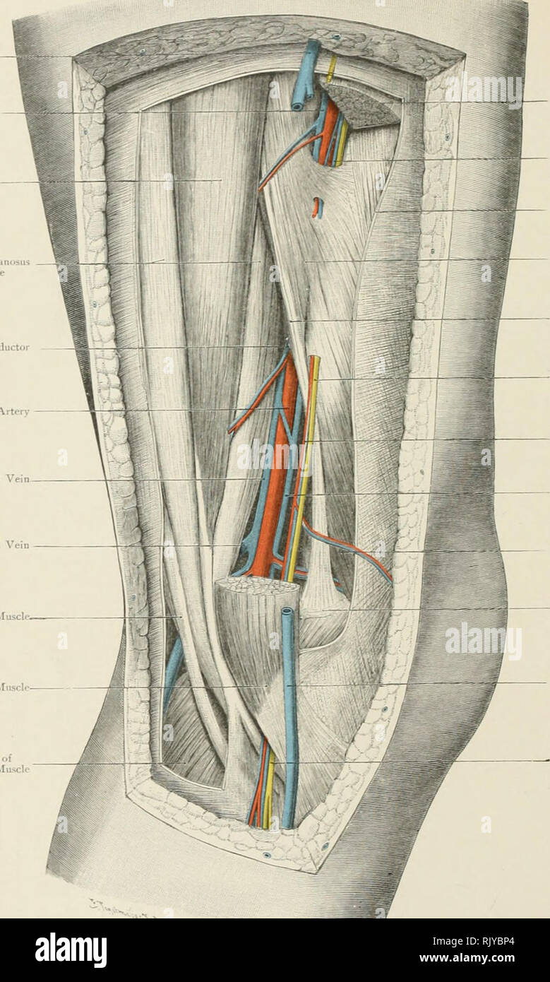 Adductor Canal
