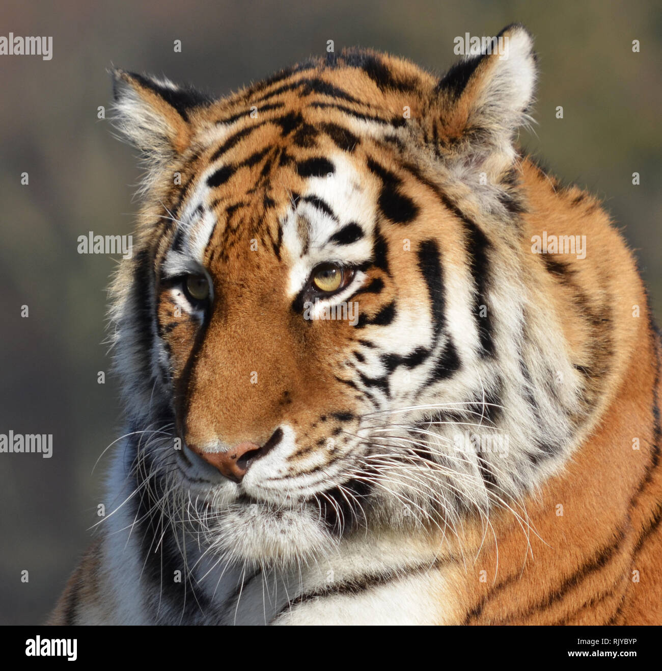 Tigress (Panthera tigris Stock Photo - Alamy