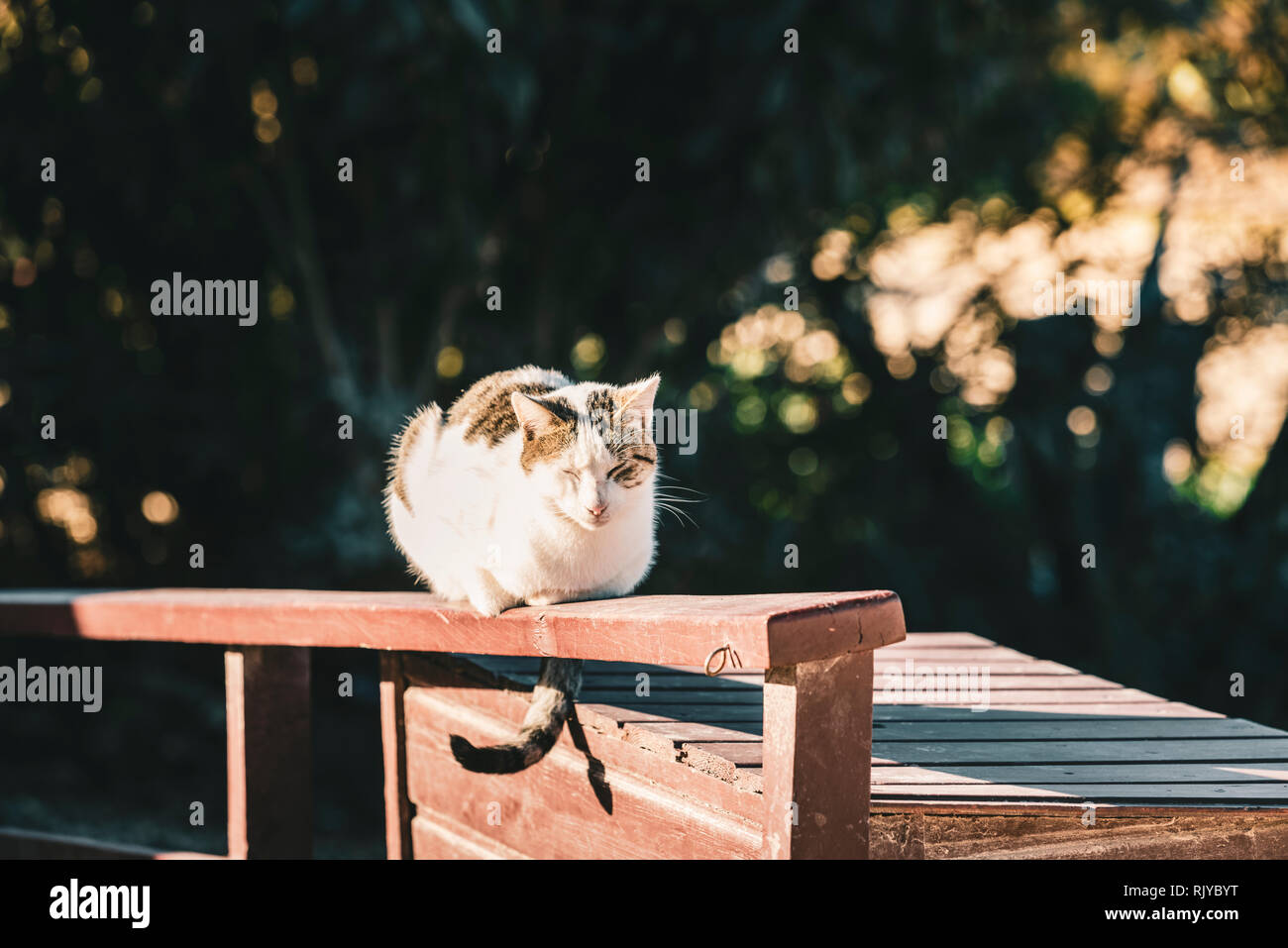 Tabby cat tail hi-res stock photography and images - Alamy