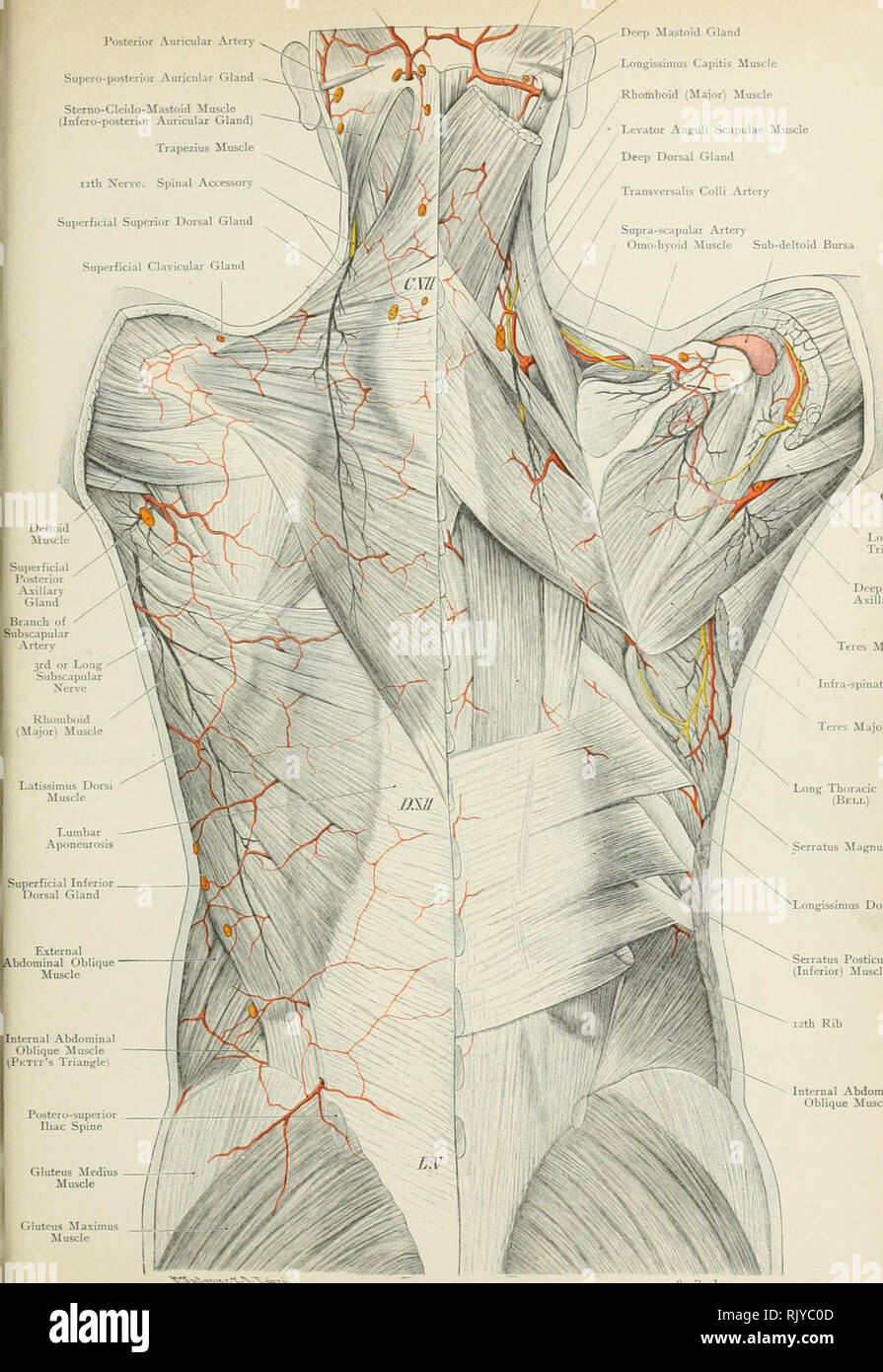 . Atlas of applied (topographical) human anatomy for students and ...