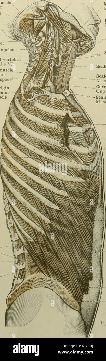 . An atlas of human anatomy for students and physicians. Anatomy. THE ...