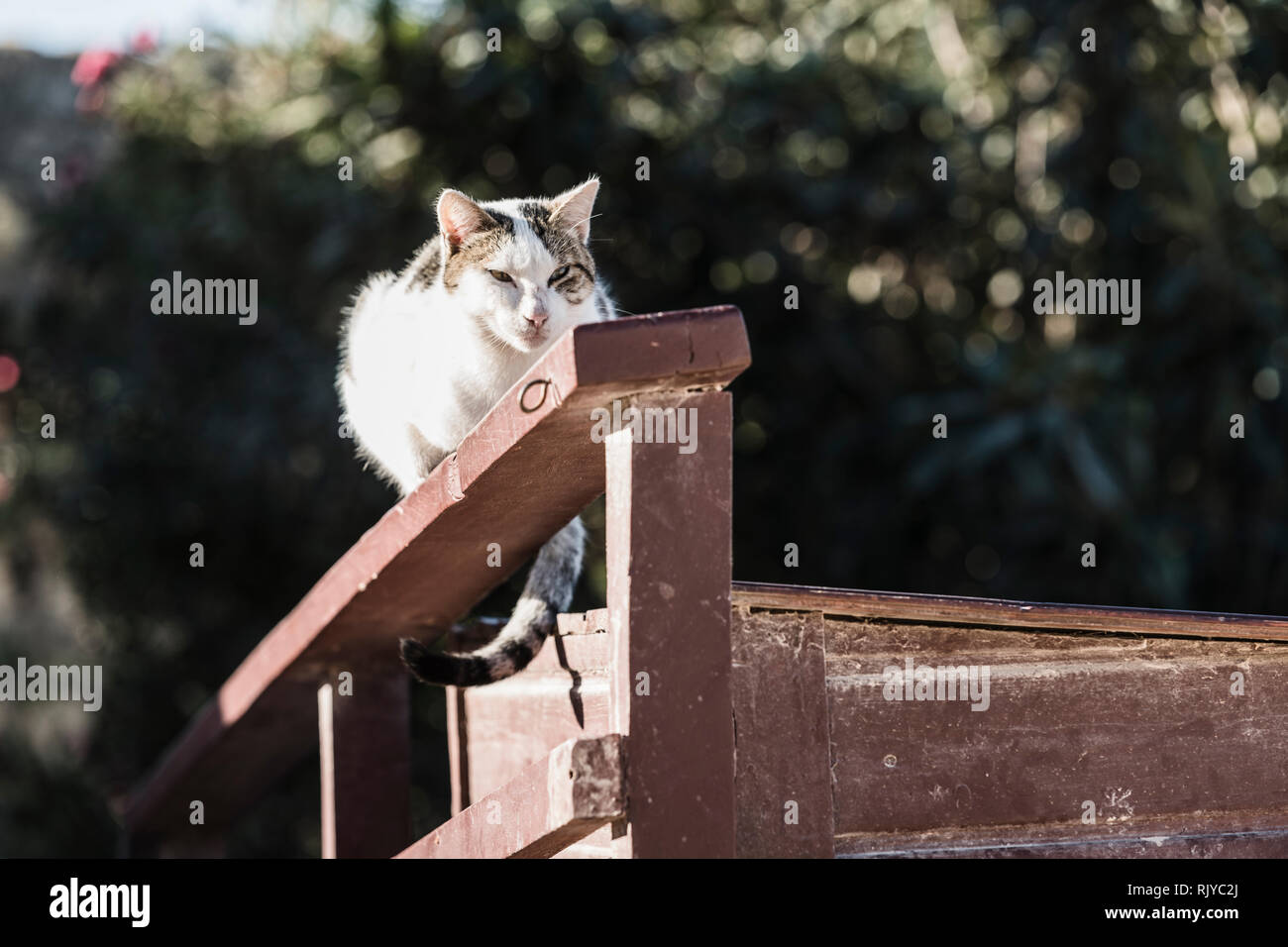 Tabby cat tail hi-res stock photography and images - Alamy