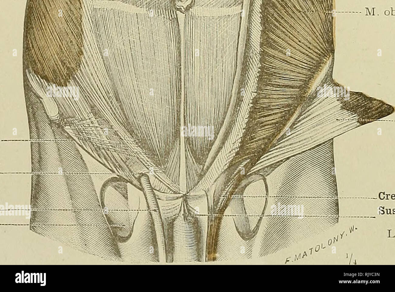 . An atlas of human anatomy for students and physicians. Anatomy ...