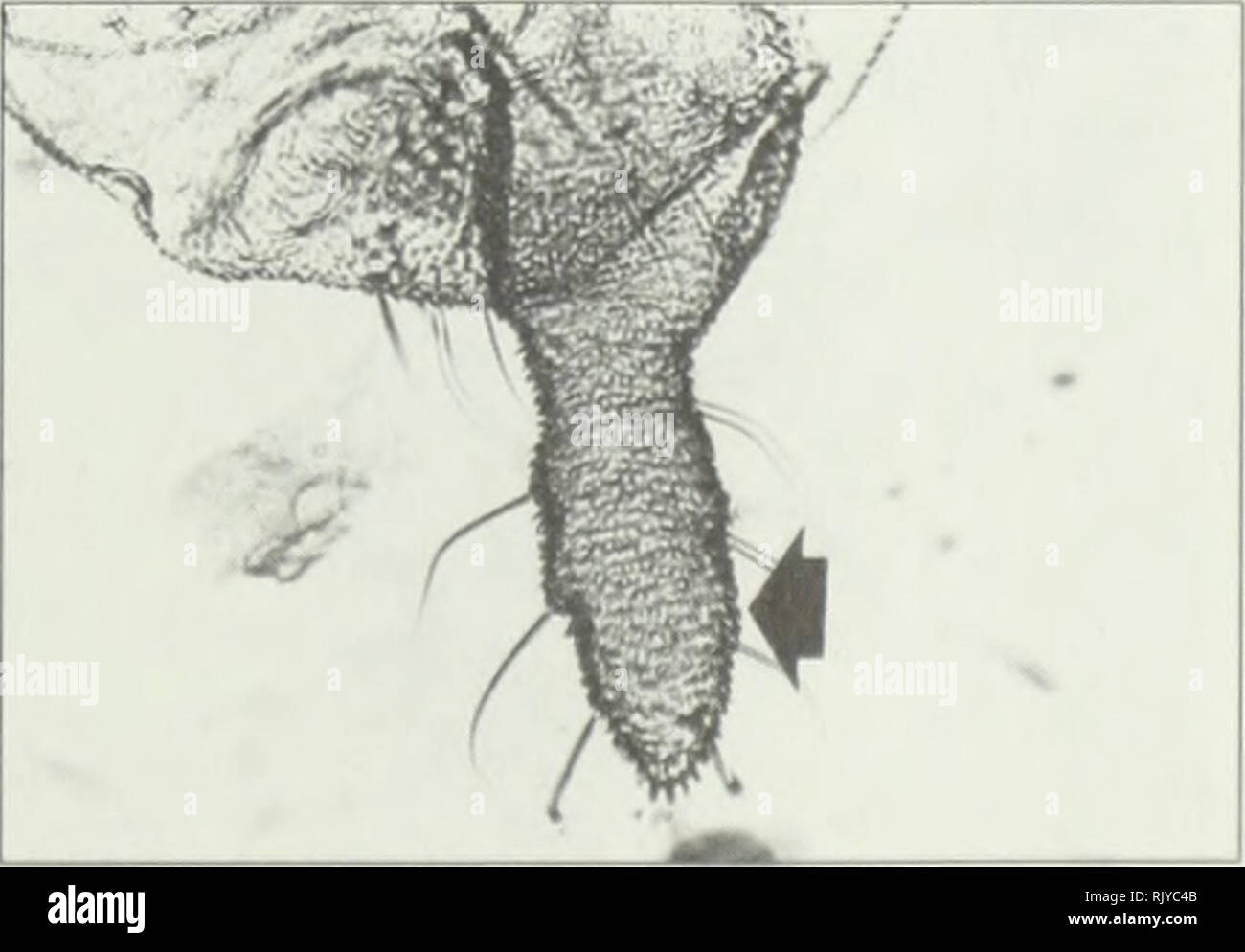 . Atlas of aphids trapped in agricultural crops. Aphids; Agricultural ...