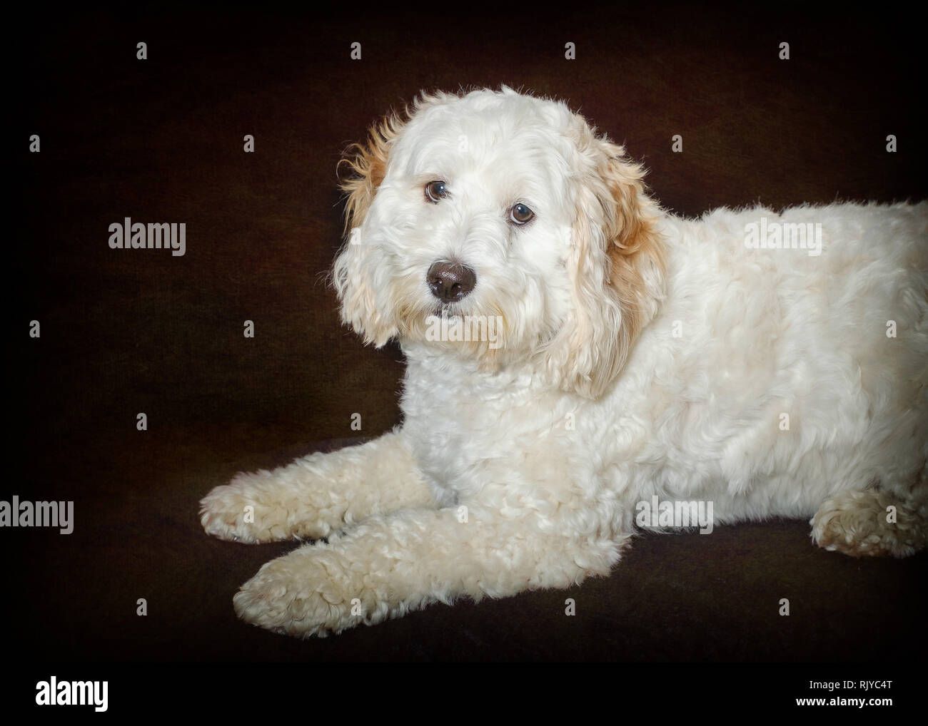 Cocker poo hi-res stock photography and images - Alamy