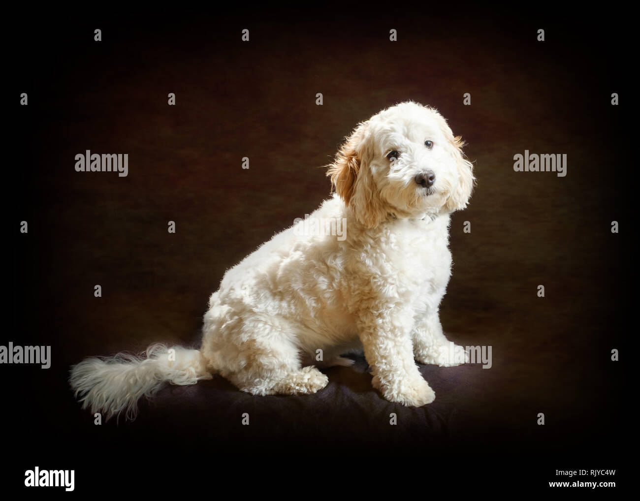 Cocker poo hi-res stock photography and images - Alamy