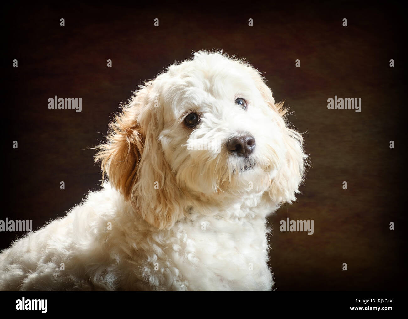 Poo hi-res stock photography and images - Alamy