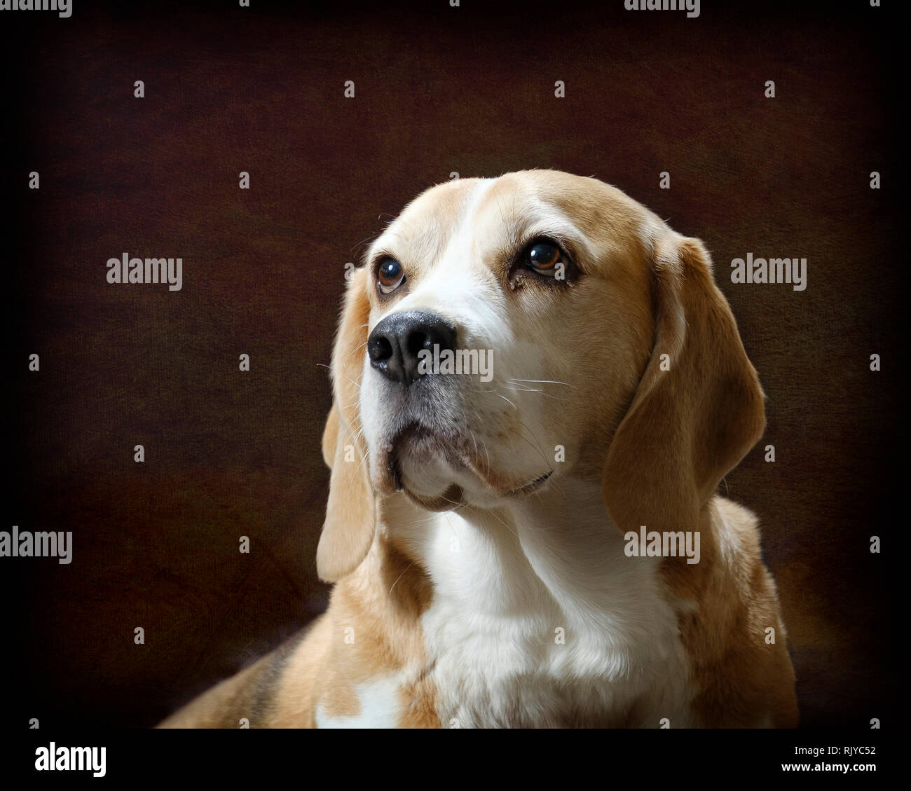 Brown beagle hi-res stock photography and images - Alamy