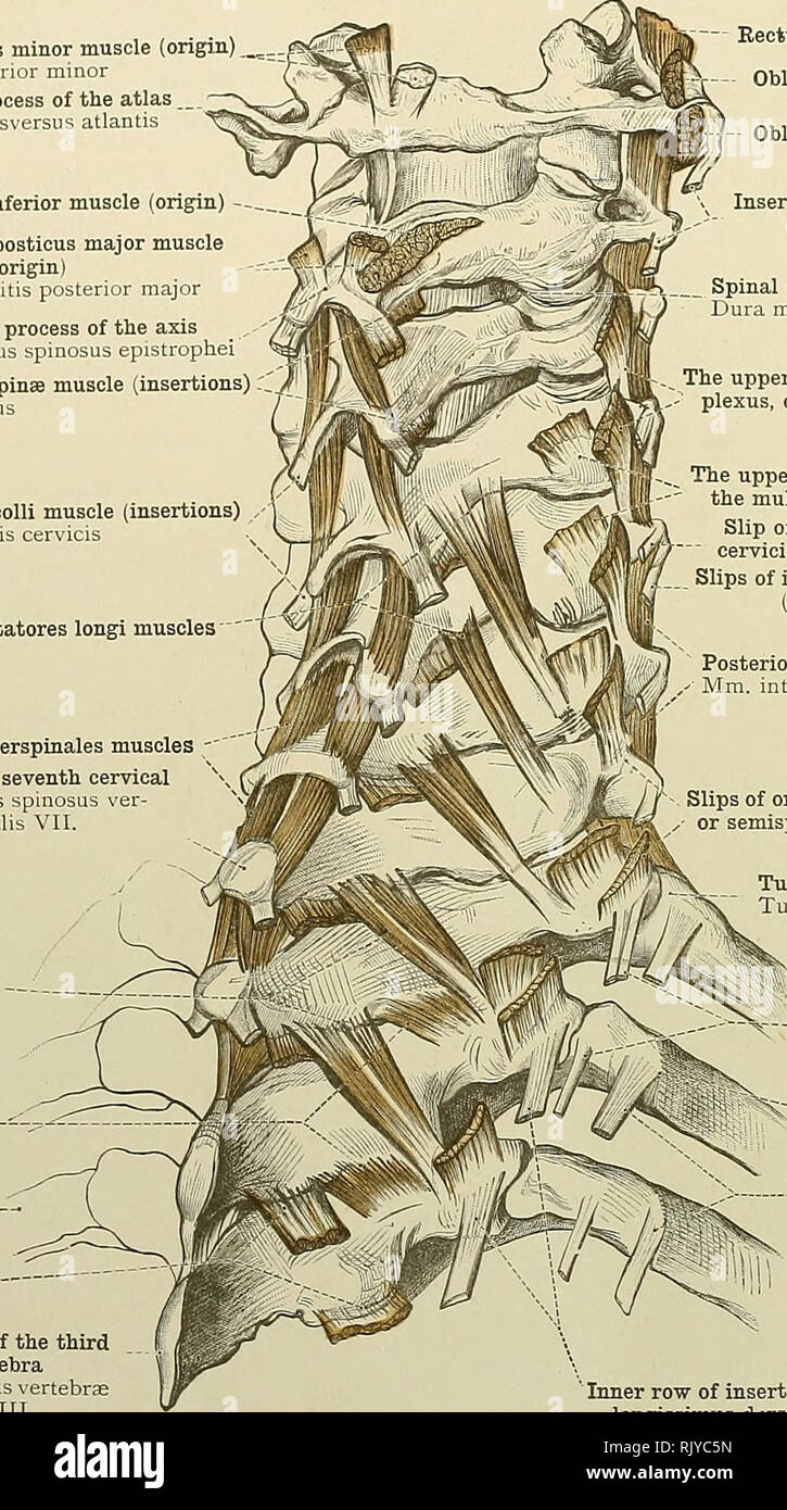 . An atlas of human anatomy for students and physicians. Anatomy. 272 ...
