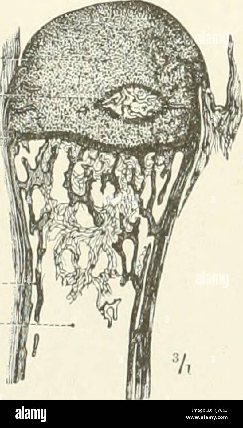 . An atlas of human anatomy for students and physicians. Anatomy ...