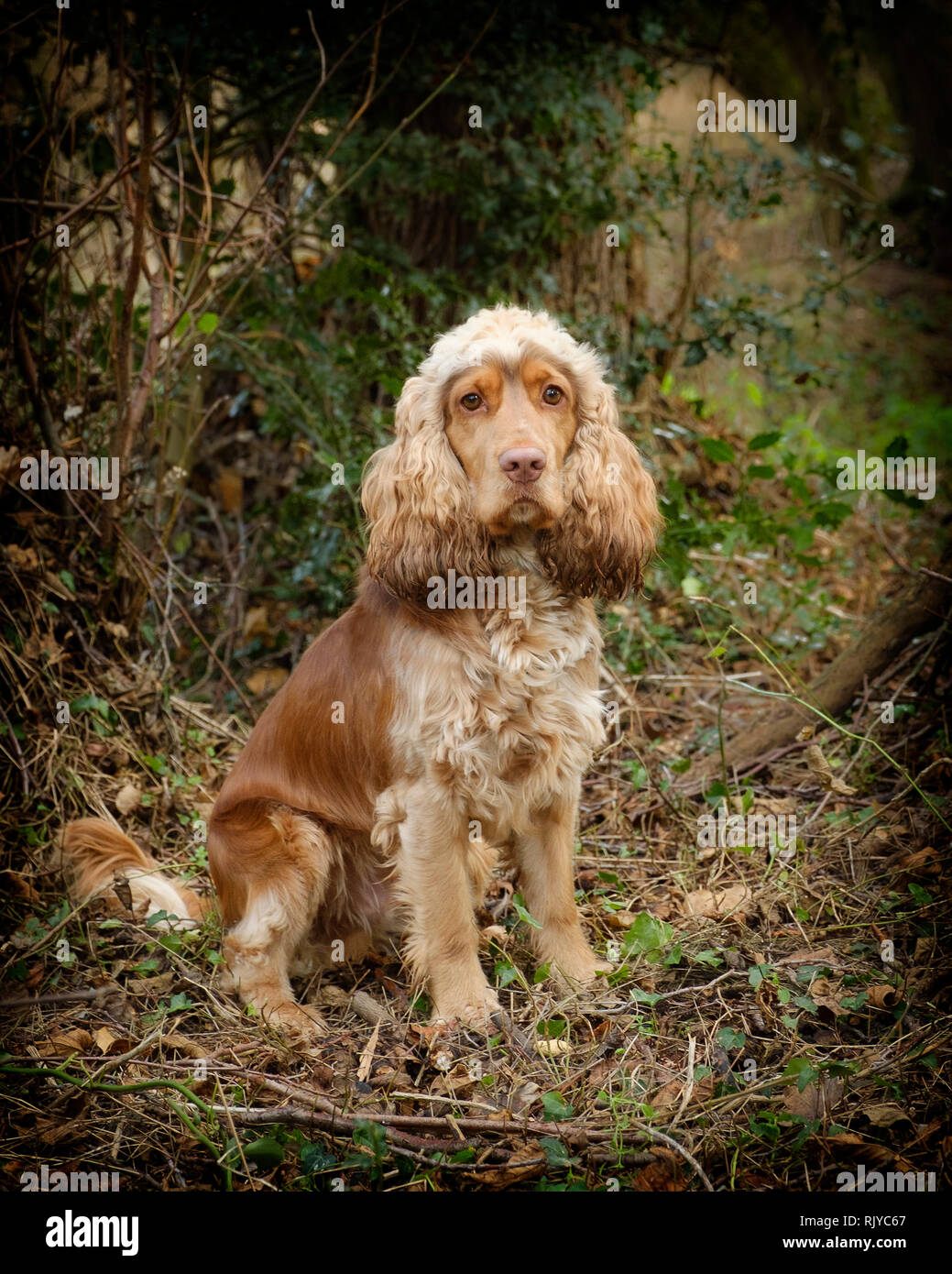 Brown cocker spaniel hi-res stock photography and images - Alamy