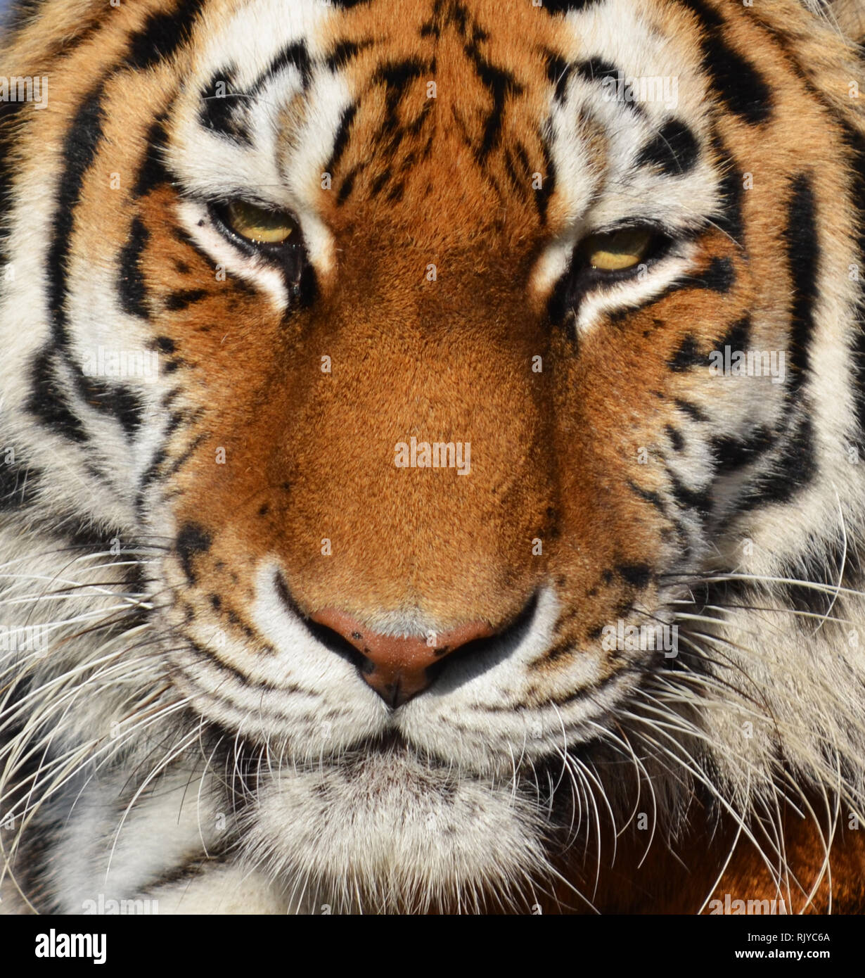 Tigress (Panthera tigris Stock Photo - Alamy