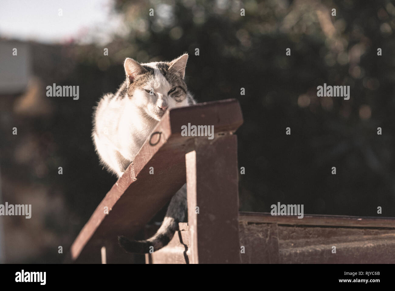 Domestic cat balancing tail hi-res stock photography and images - Alamy