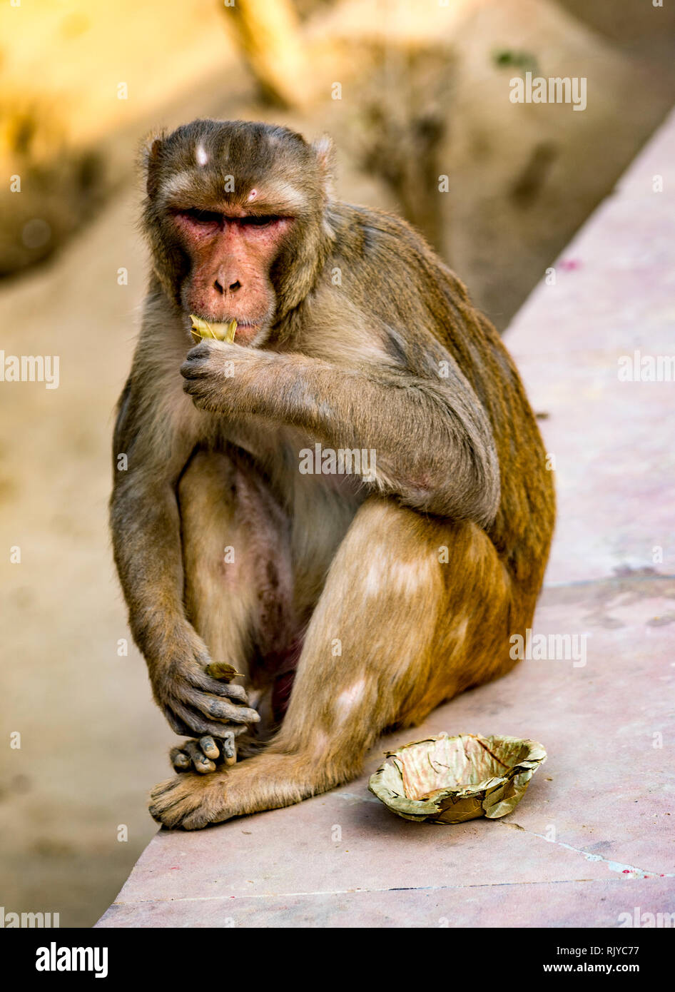 Pirce hi-res stock photography and images - Alamy