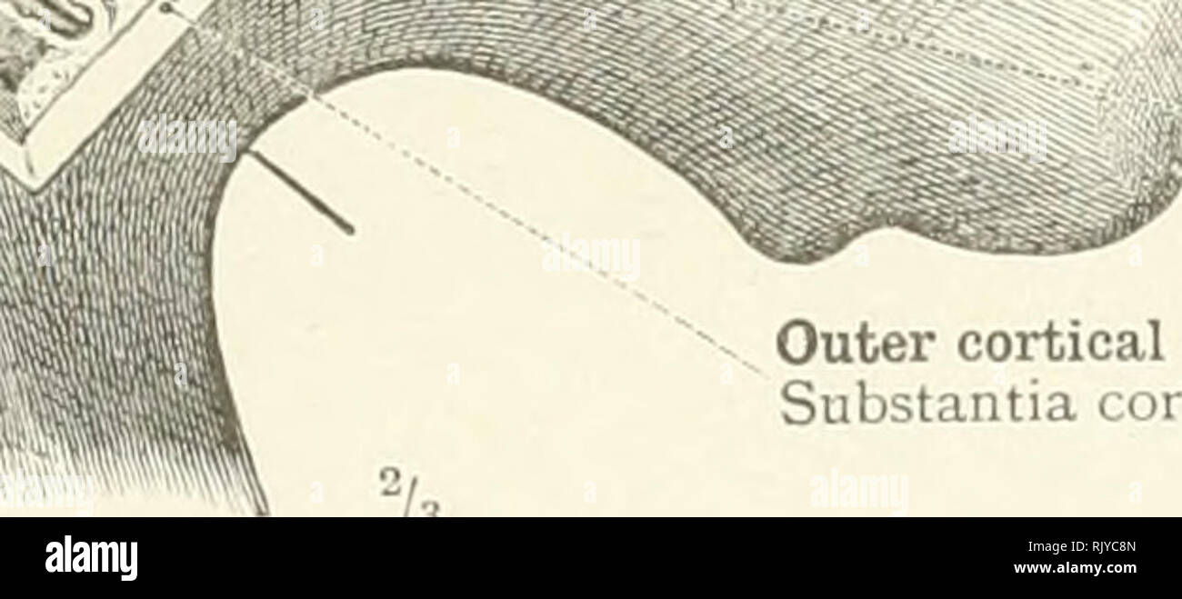 . An atlas of human anatomy for students and physicians. Anatomy. Inner ...