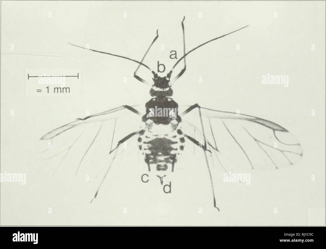Puceron vert du pecher hi-res stock photography and images - Alamy