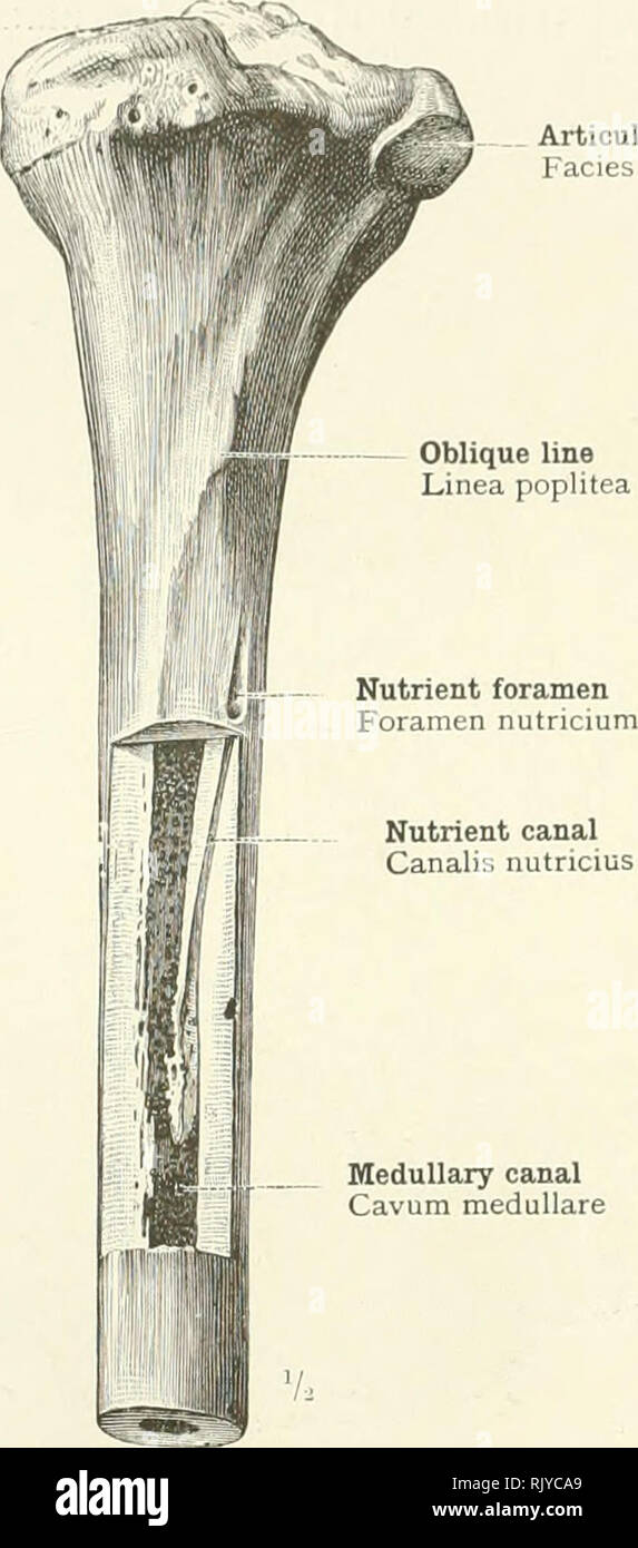 Nutrient foramen hi-res stock photography and images - Alamy