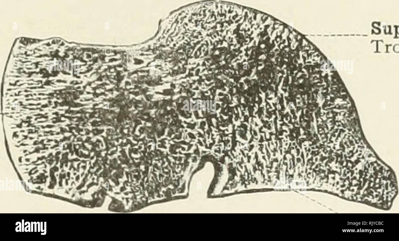 . An atlas of human anatomy for students and physicians. Anatomy ...