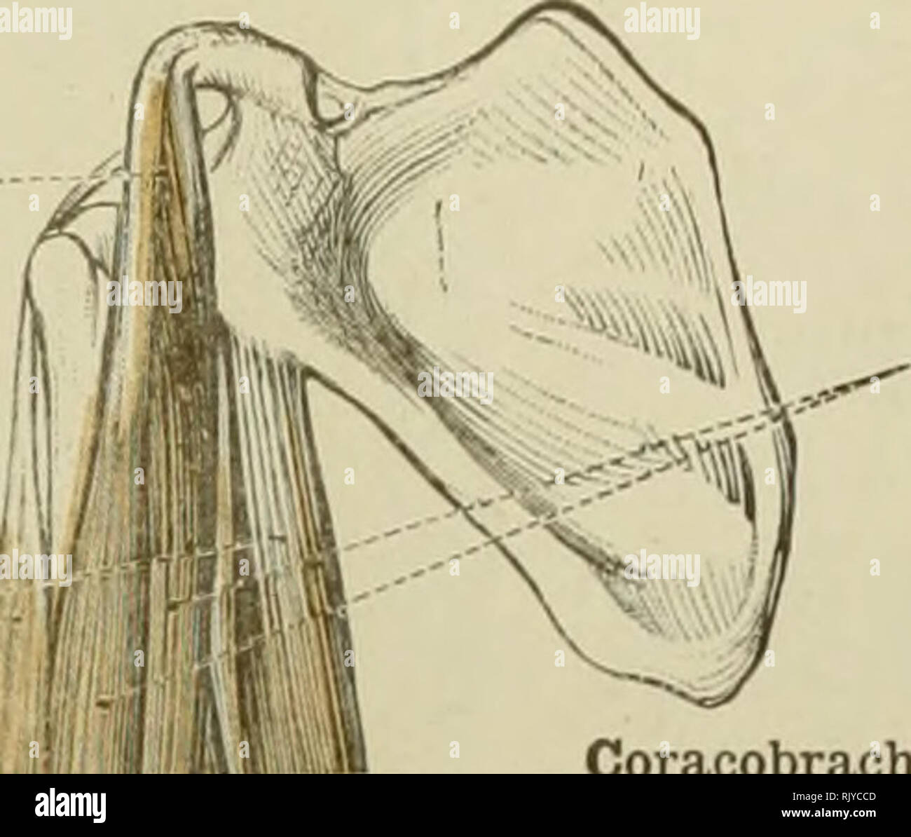 Trochoid joint hi-res stock photography and images - Alamy
