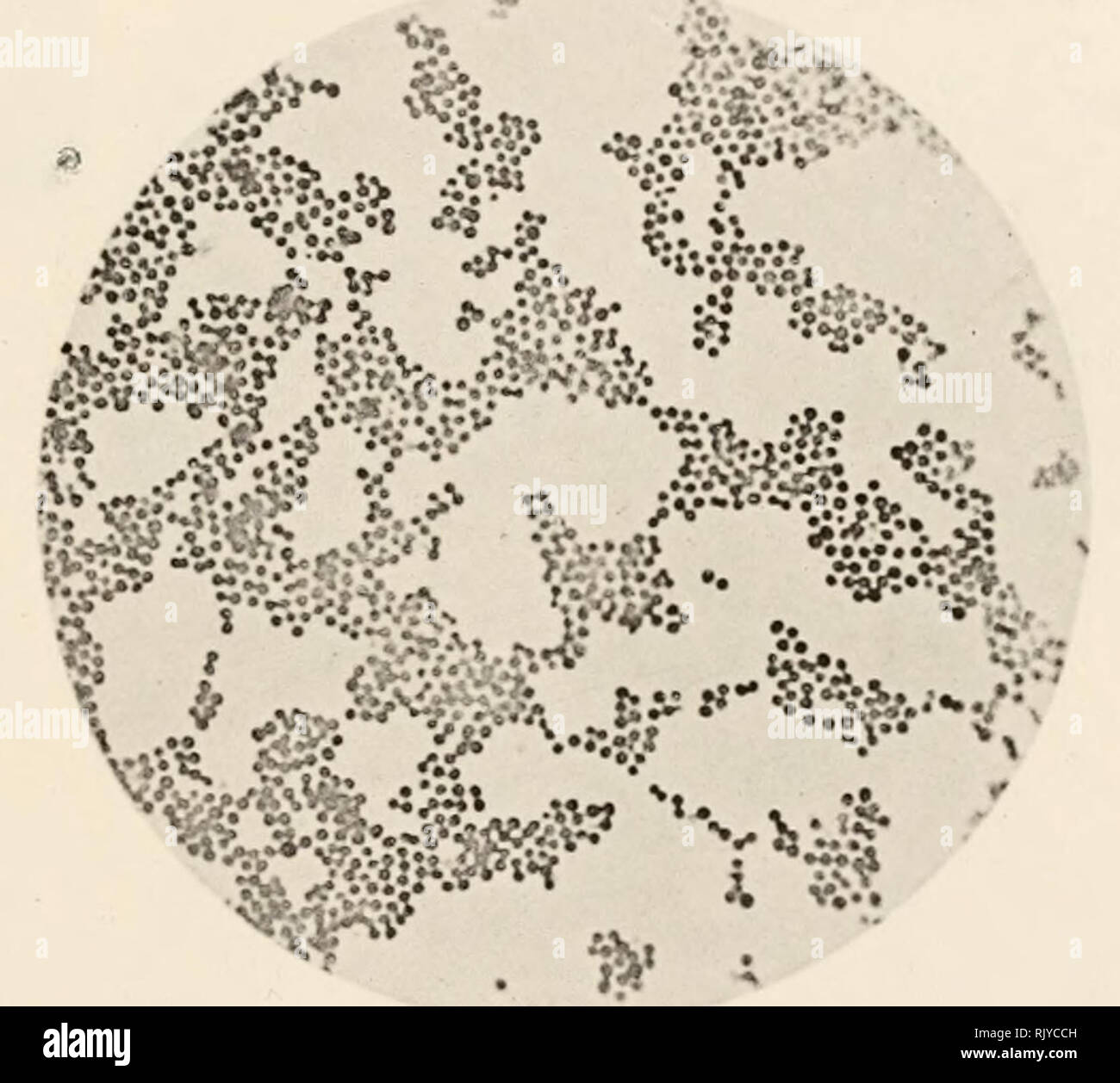 Staphylocoque hi-res stock photography and images - Alamy