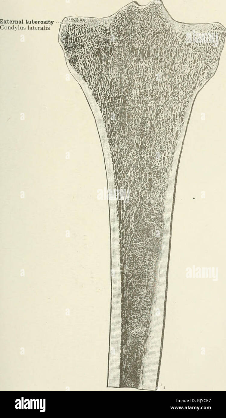 . An atlas of human anatomy for students and physicians. Anatomy. THE ...