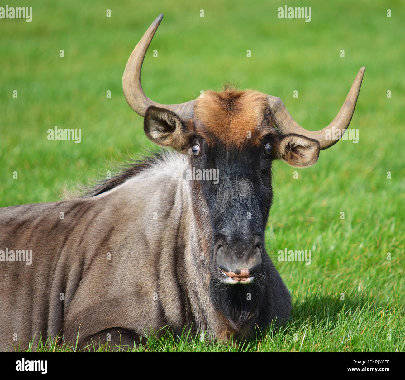 Gnu hide connochaetes hi-res stock photography and images - Alamy