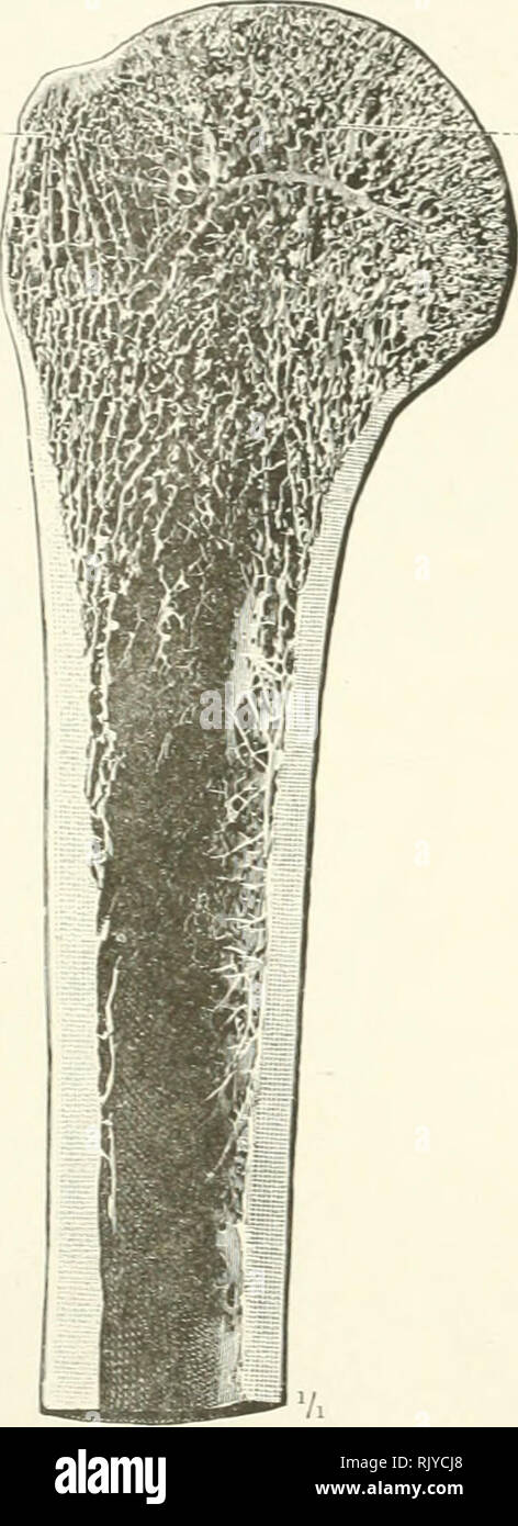 . An atlas of human anatomy for students and physicians. Anatomy. THE ...