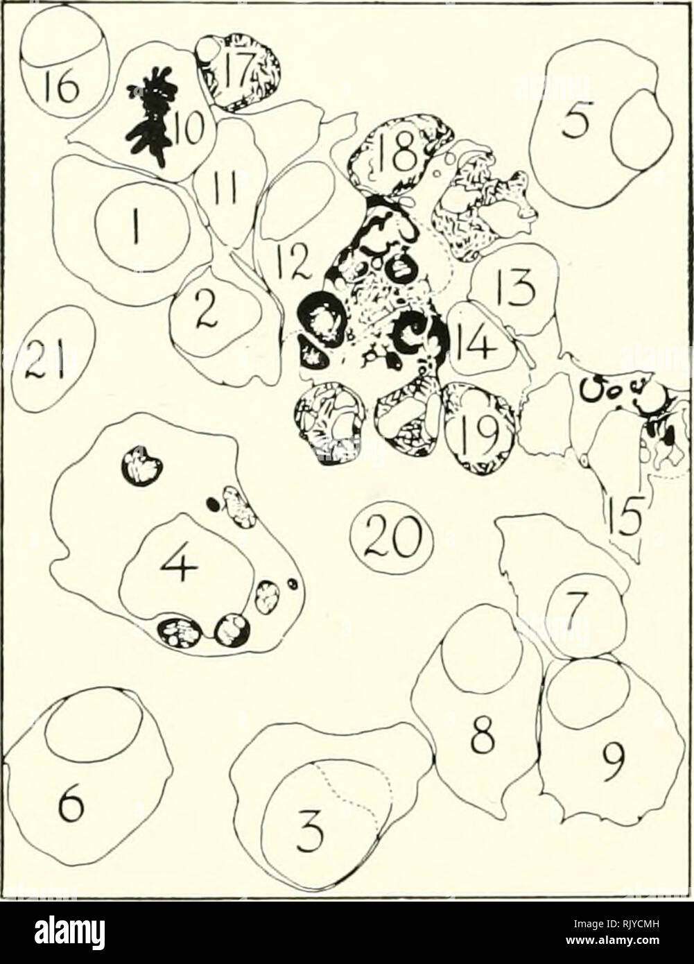 . Atlas of avian hematology. Veterinary hematology; Poultry -- Diseases ...