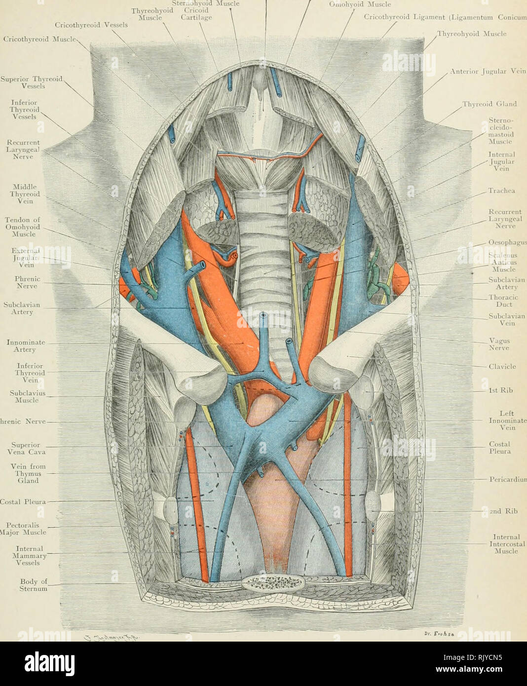 Sternohyoid Cadaver