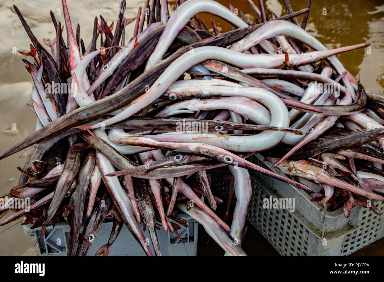 Sea Fish Long Nose Stock Photos & Sea Fish Long Nose Stock Images - Alamy