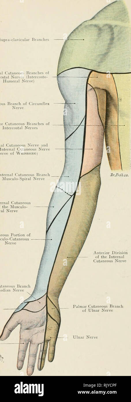 . Atlas of applied (topographical) human anatomy for students and ...