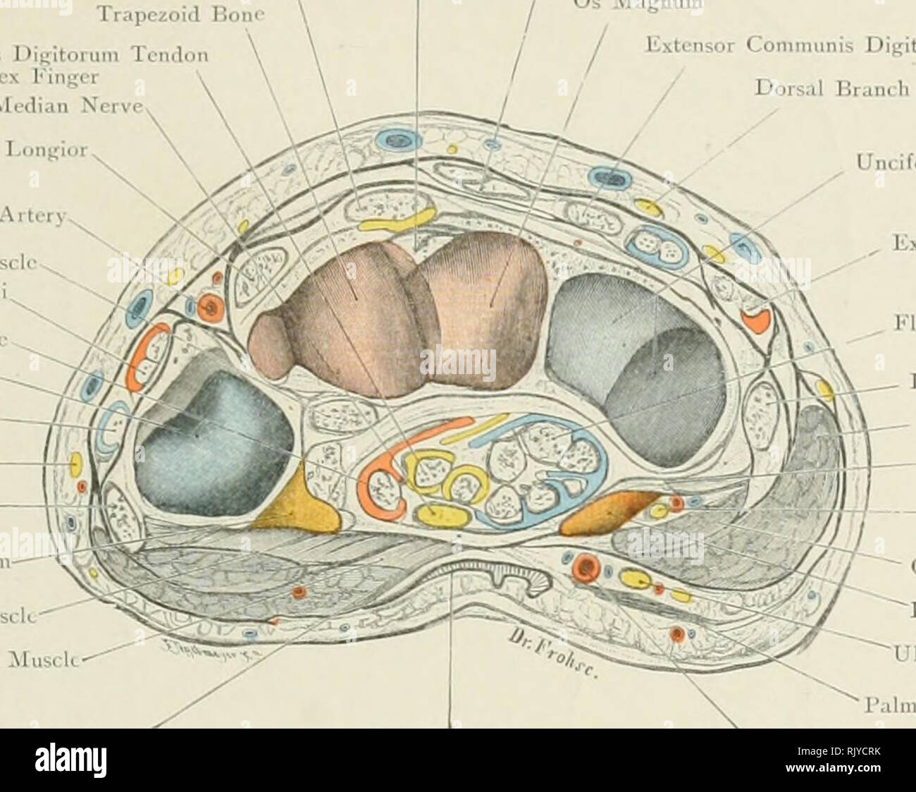 . Atlas of applied (topographical) human anatomy for students and ...
