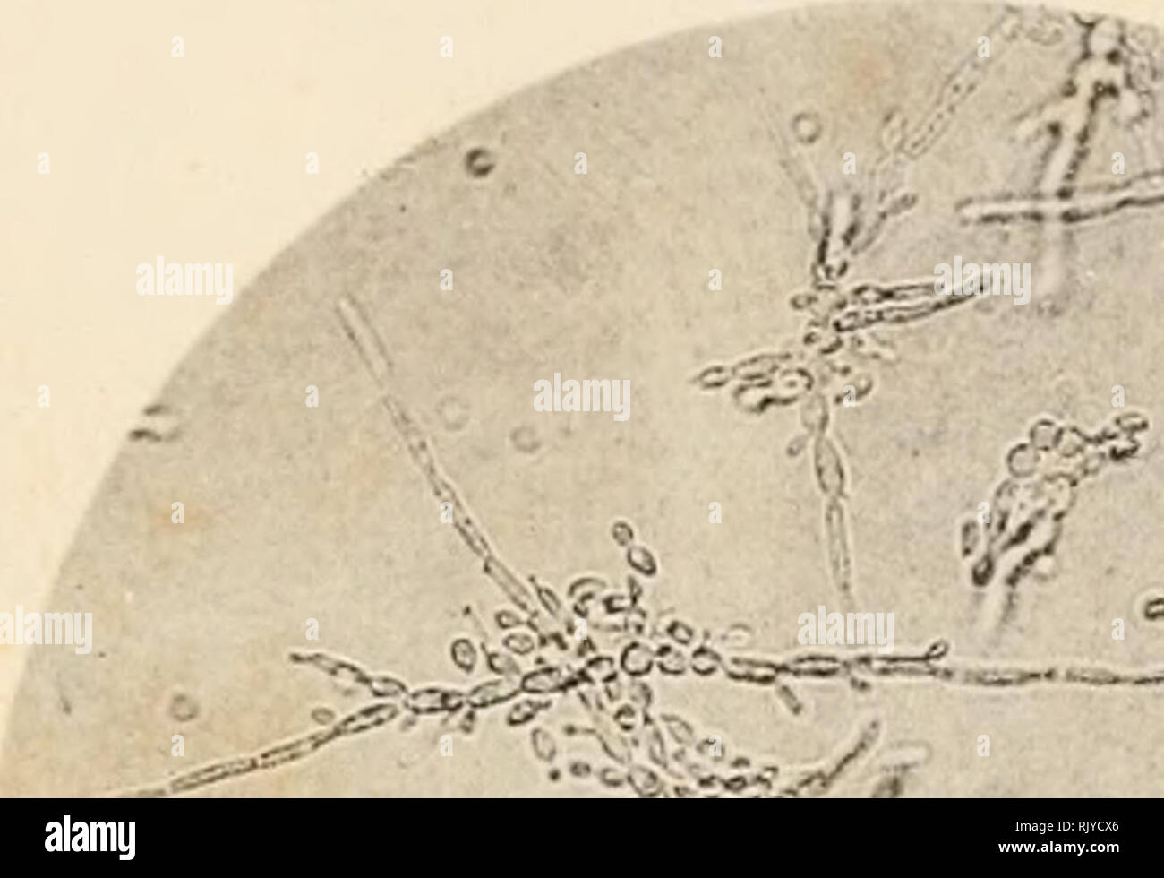 Formes de levure hi-res stock photography and images - Alamy
