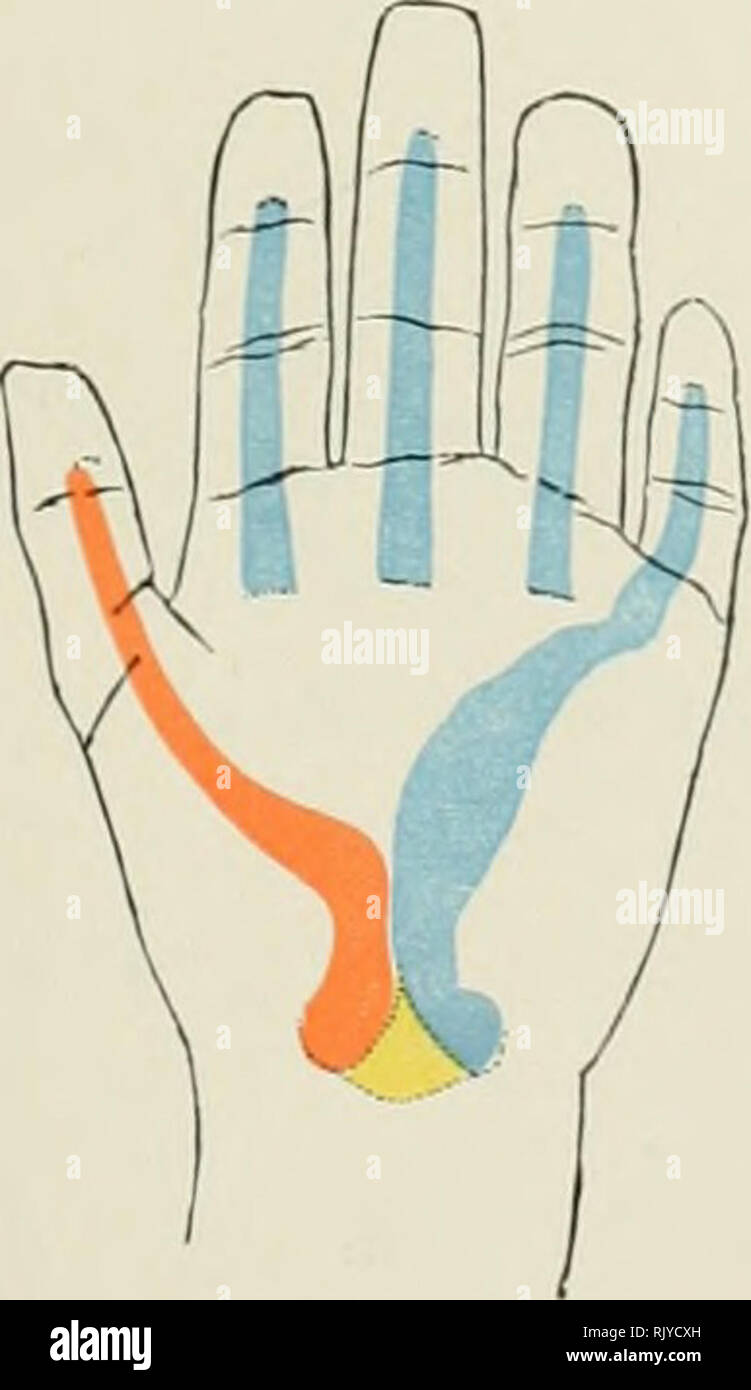 . Atlas of applied (topographical) human anatomy for students and ...