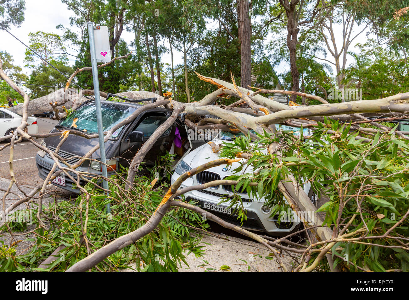 Collapsed tree hi-res stock photography and images - Alamy
