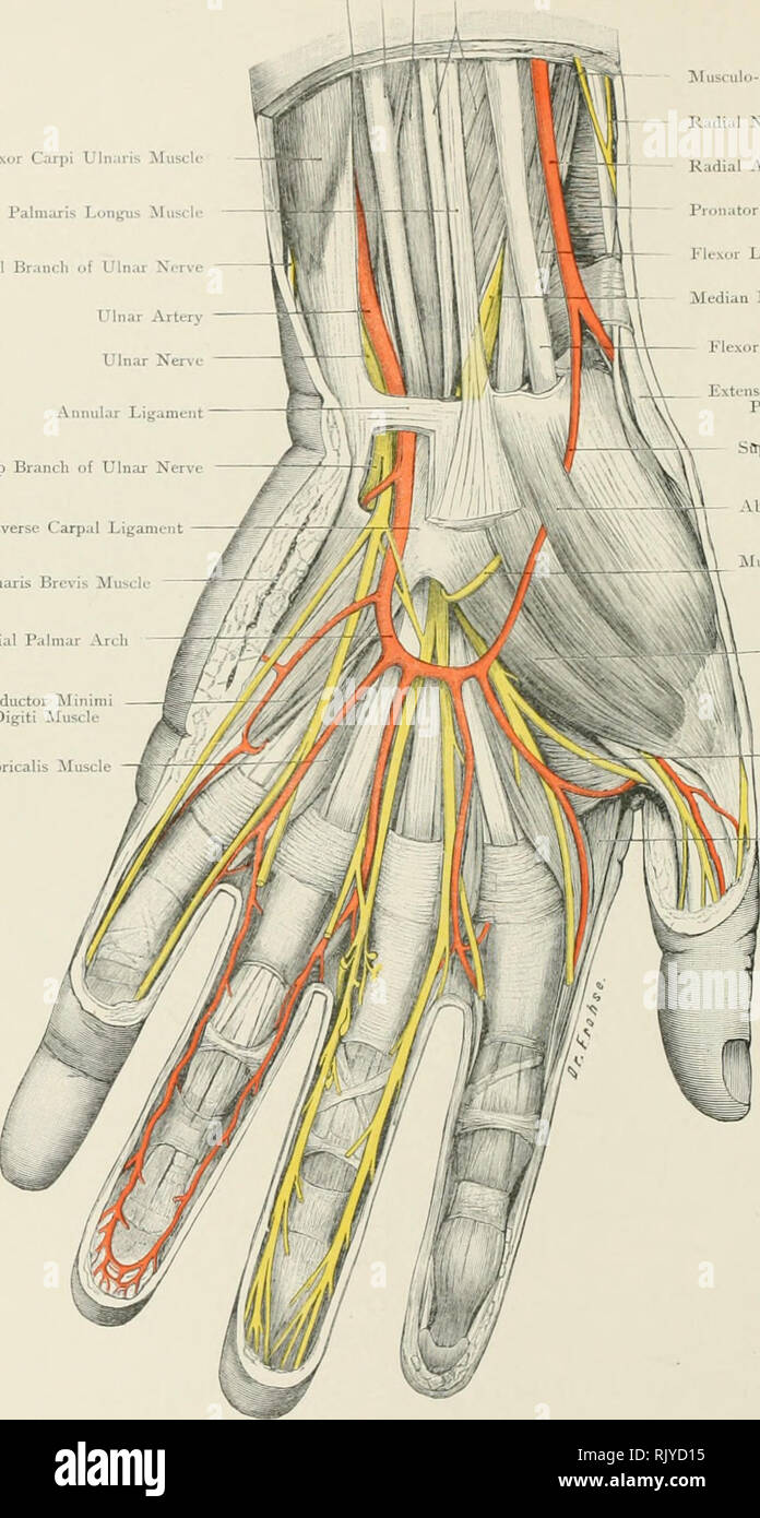 Dorsal carpal arch hi-res stock photography and images - Alamy