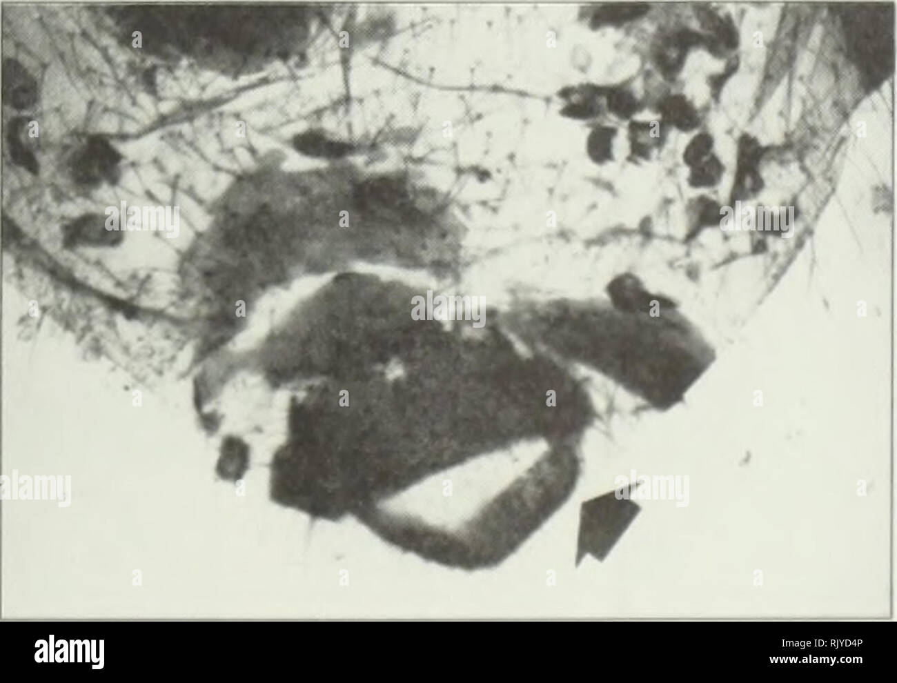 . Atlas of aphids trapped in agricultural crops. Aphids; Agricultural ...