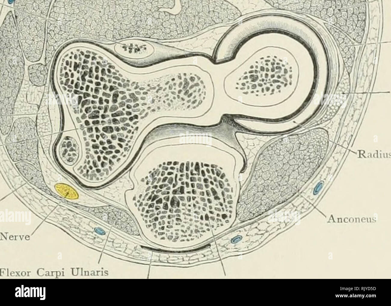 Transverse humeral ligament hi-res stock photography and images - Alamy
