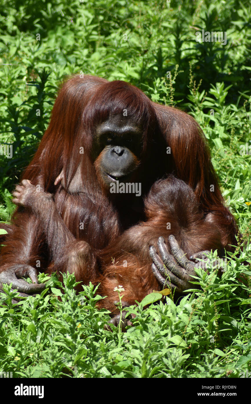 Paignton Zoo, Paignton, Devon Stock Photo - Alamy
