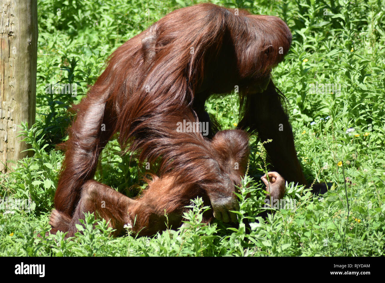 Paignton Zoo, Paignton, Devon Stock Photo - Alamy