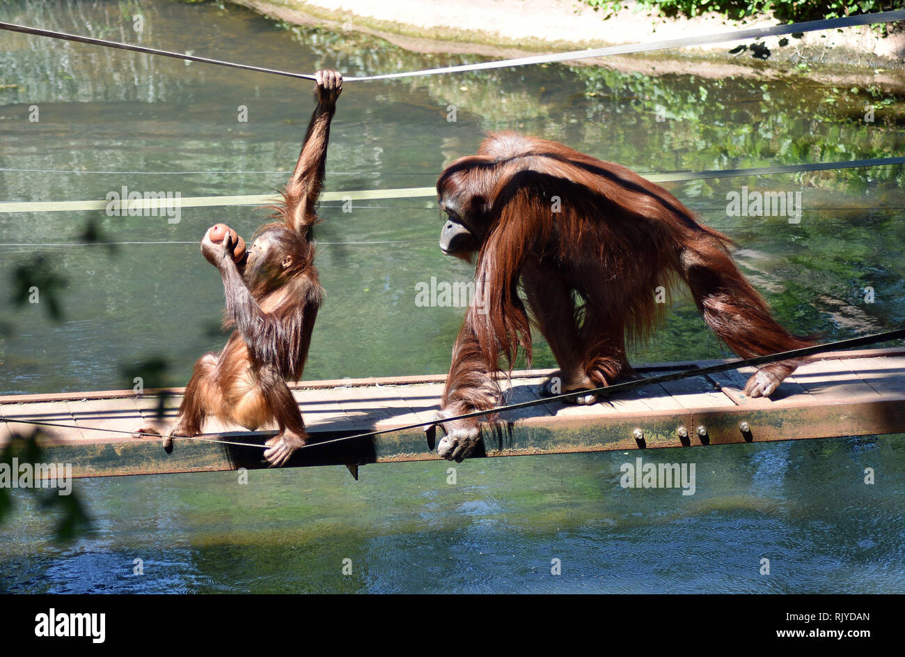Paignton Zoo, Paignton, Devon Stock Photo - Alamy